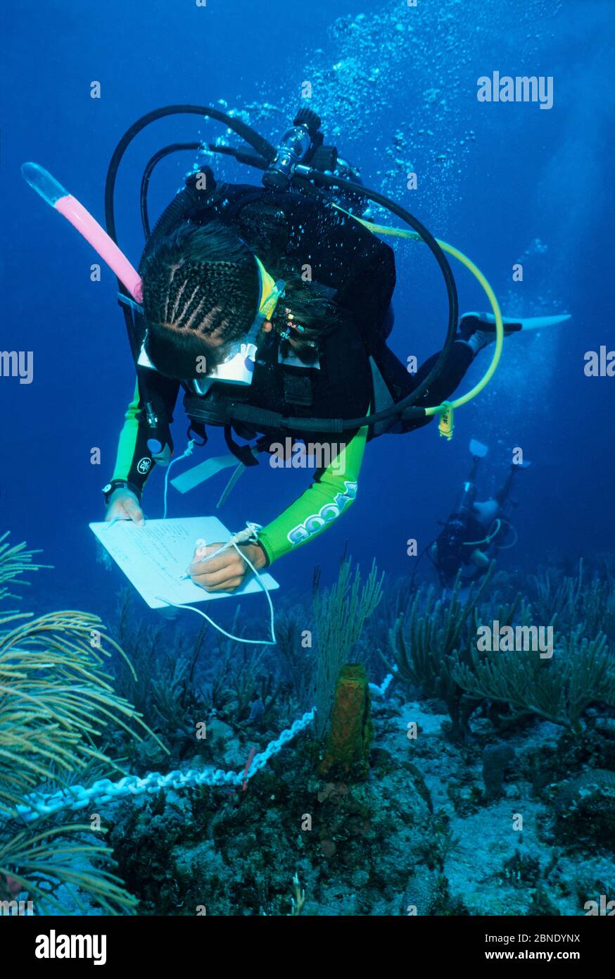 Banco chinchorro reef hi-res stock photography and images - Alamy