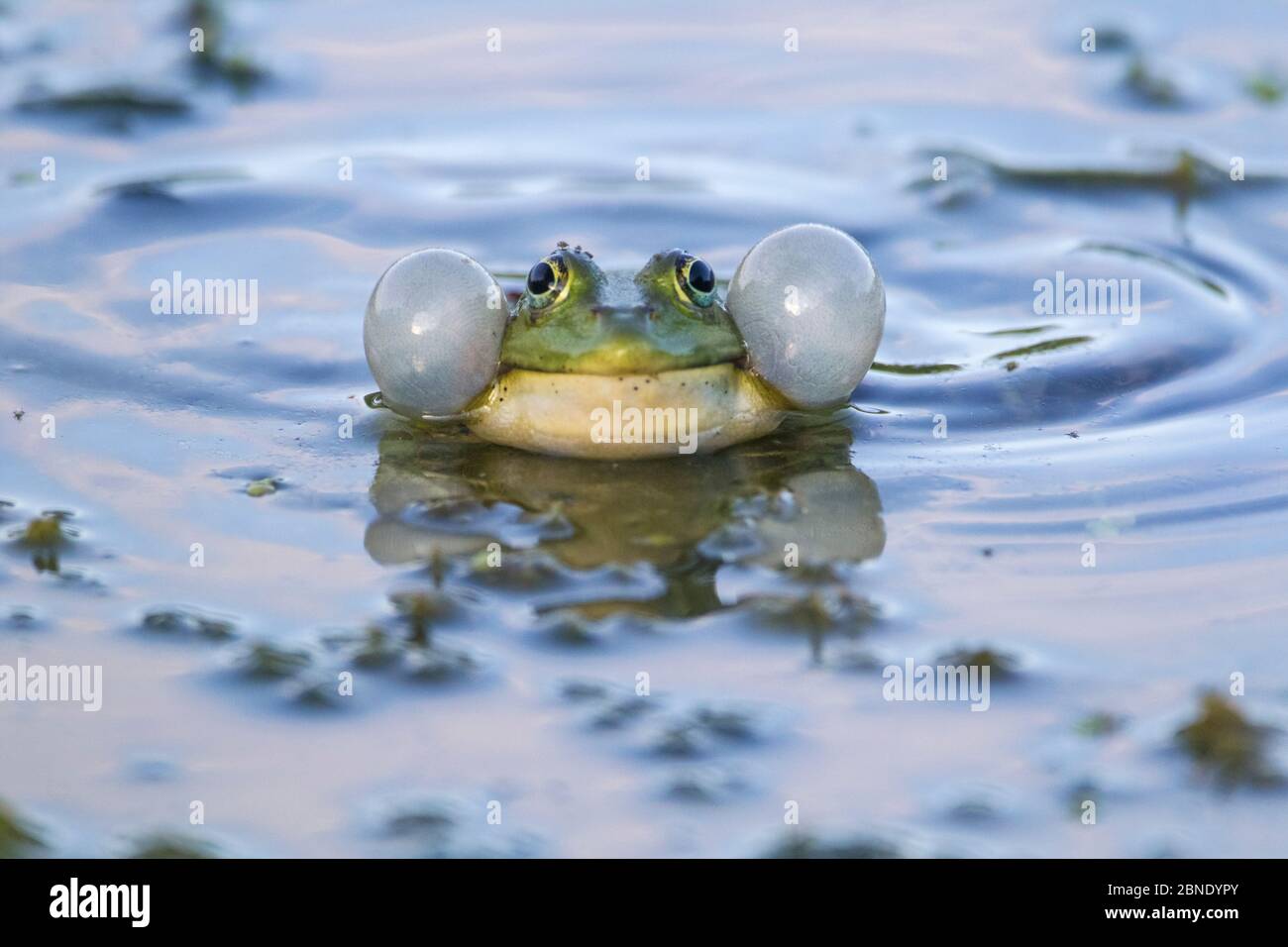 Marsh frog (Rana ridibunda) male with inflated vocal sacs. Bulgaria ...