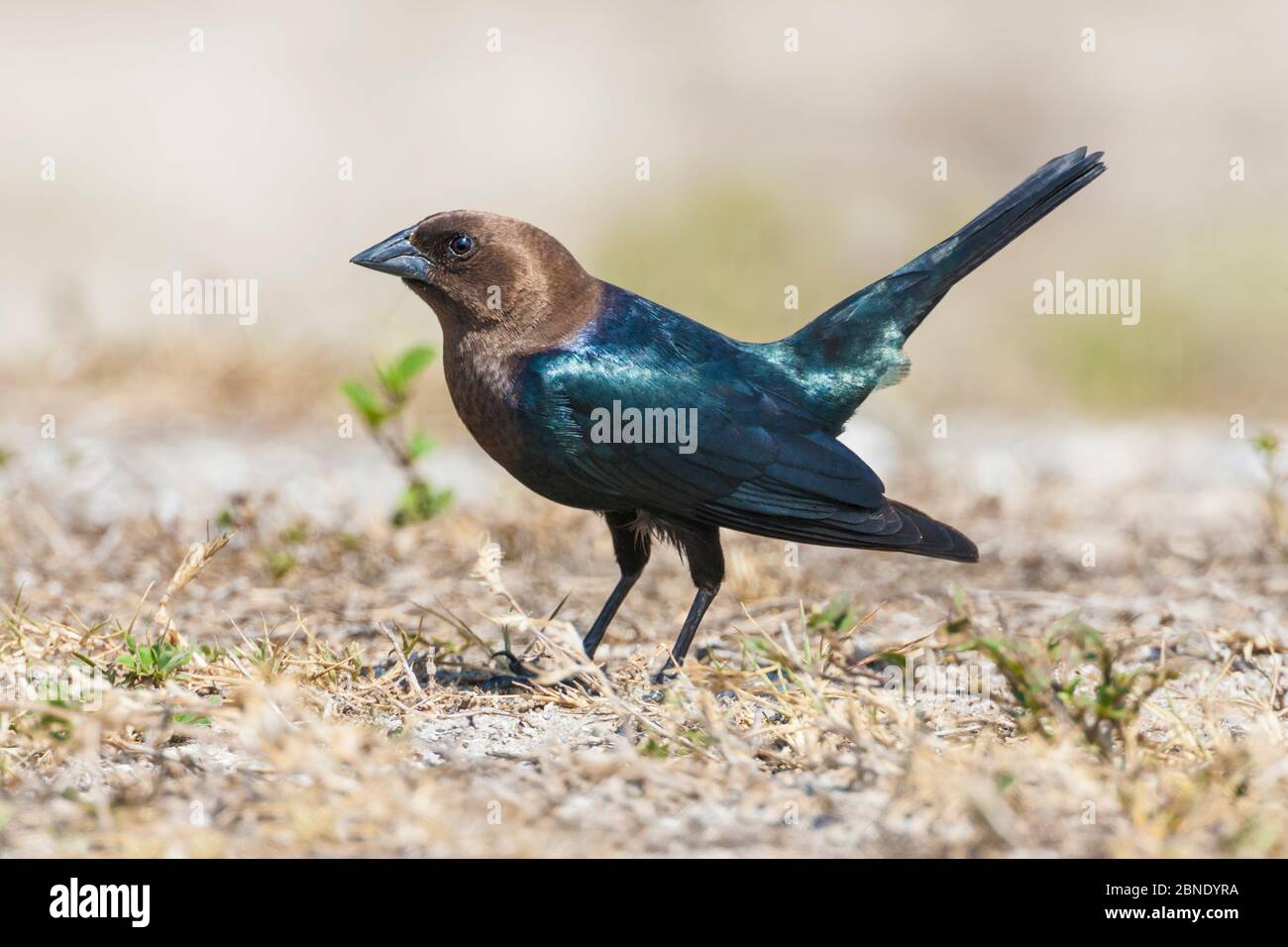 Aves de florida hi-res stock photography and images - Alamy