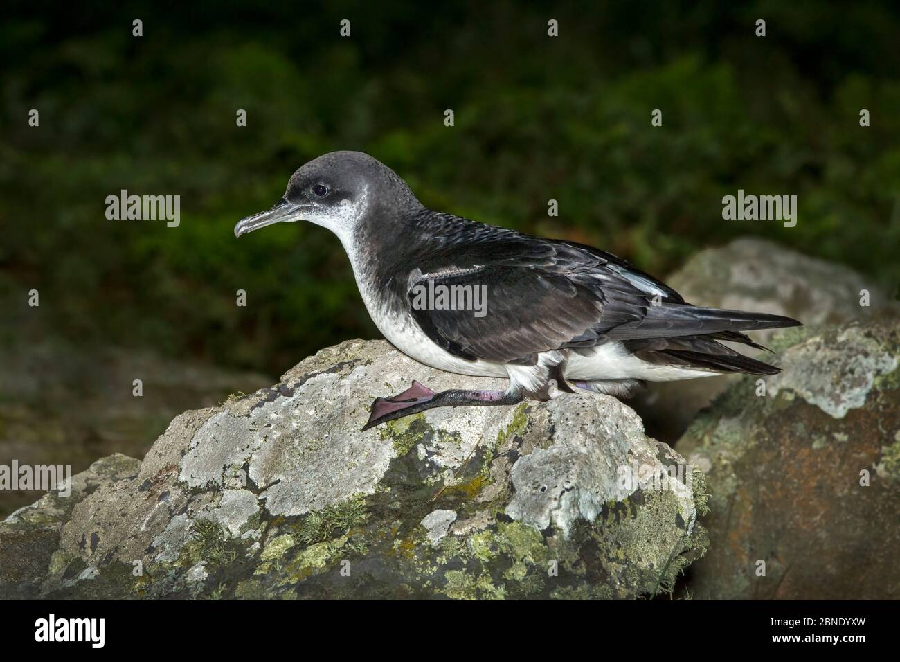 Manx shearwater (Puffinus puffinus) adult, Skomer Island, Pembrokeshire ...