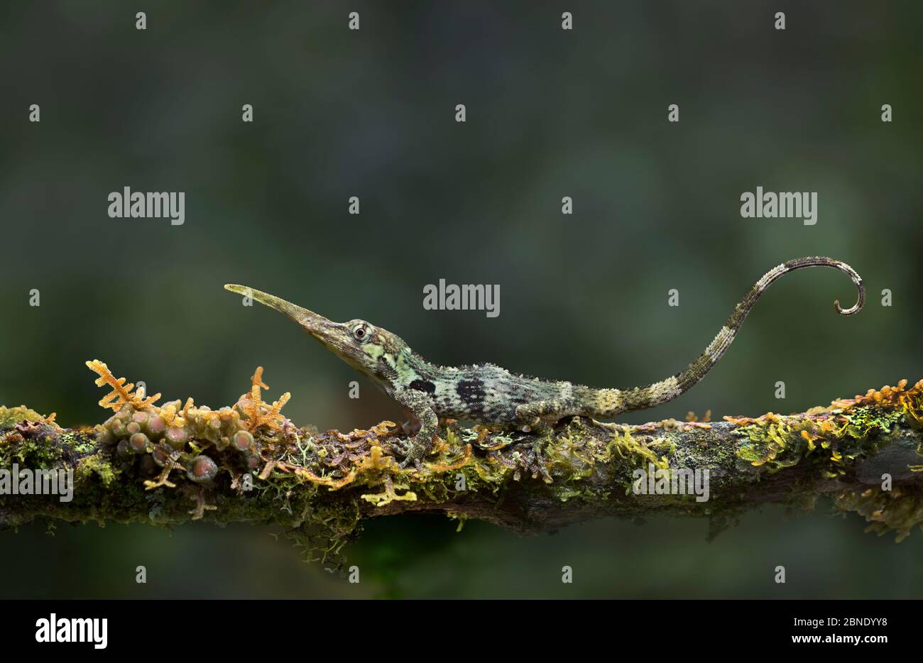 Anolis proboscis hi-res stock photography and images - Alamy