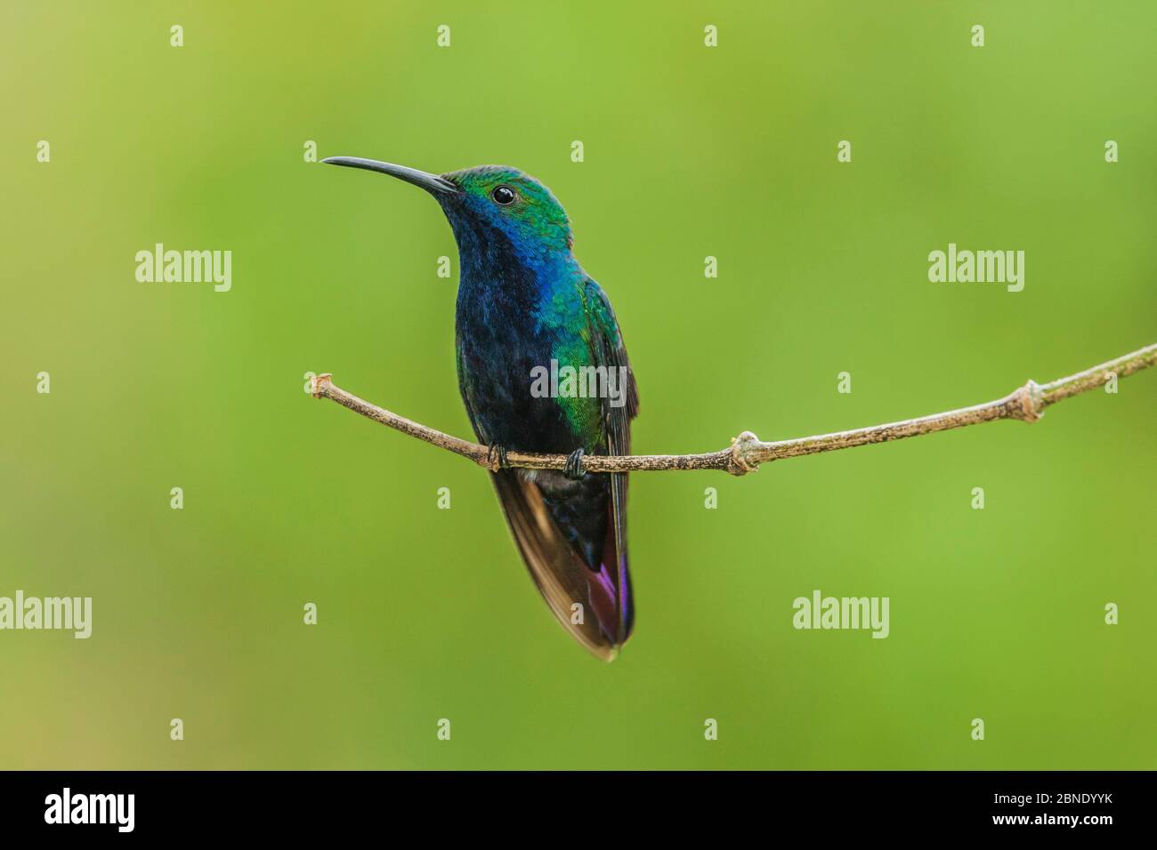 Black-throated mango hummingbird (Anthracothorax nigricollis ...