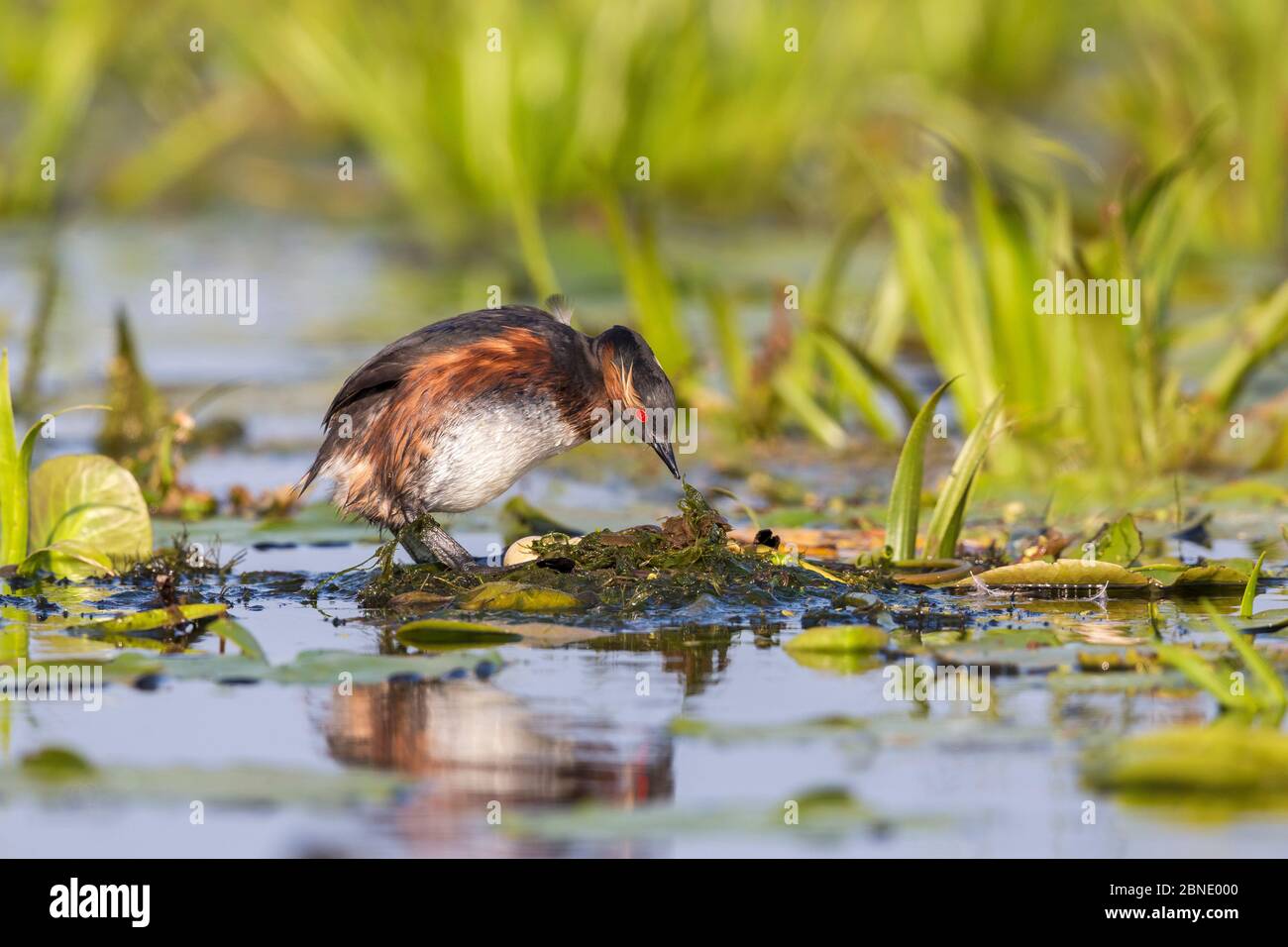 Black-necked grebe (Podiceps nigricollis) female at nest uncovering ...