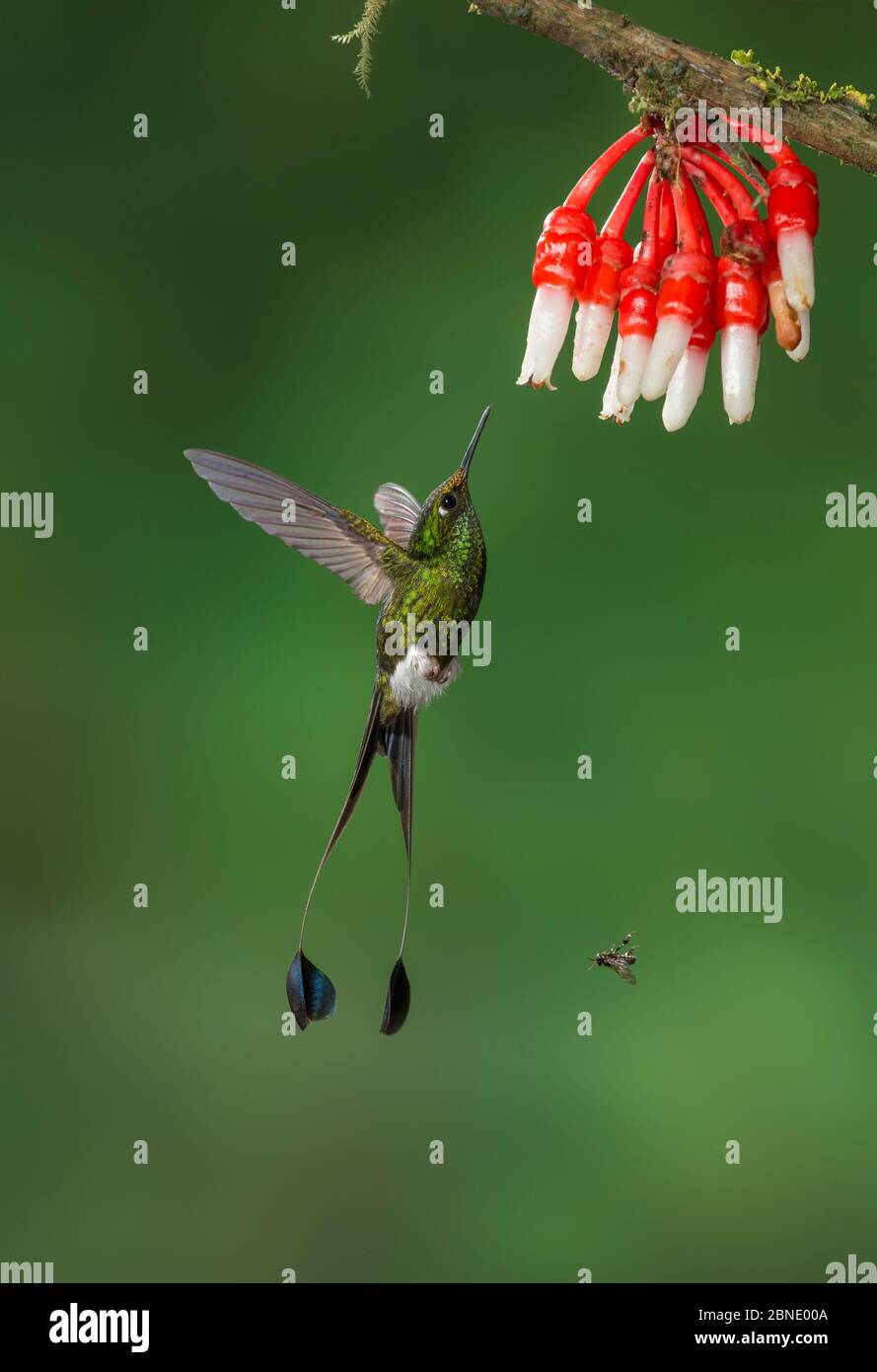 Booted racket-tail hummingbird (Ocreatus underwoodii melanantherus ...