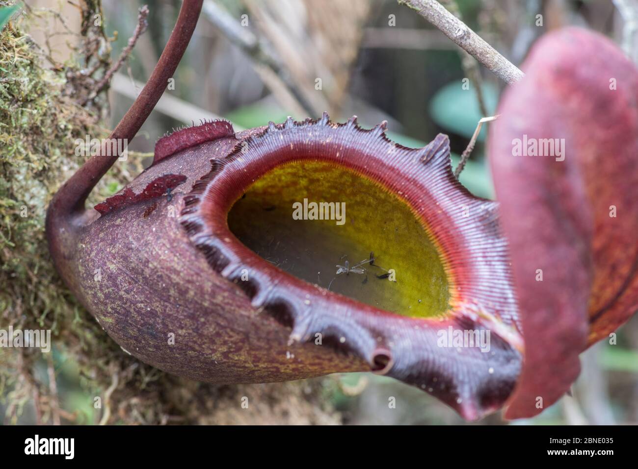 Pitcher plant (Nepenthes rajah) with prey, Mount Kinabalu, Sabah ...