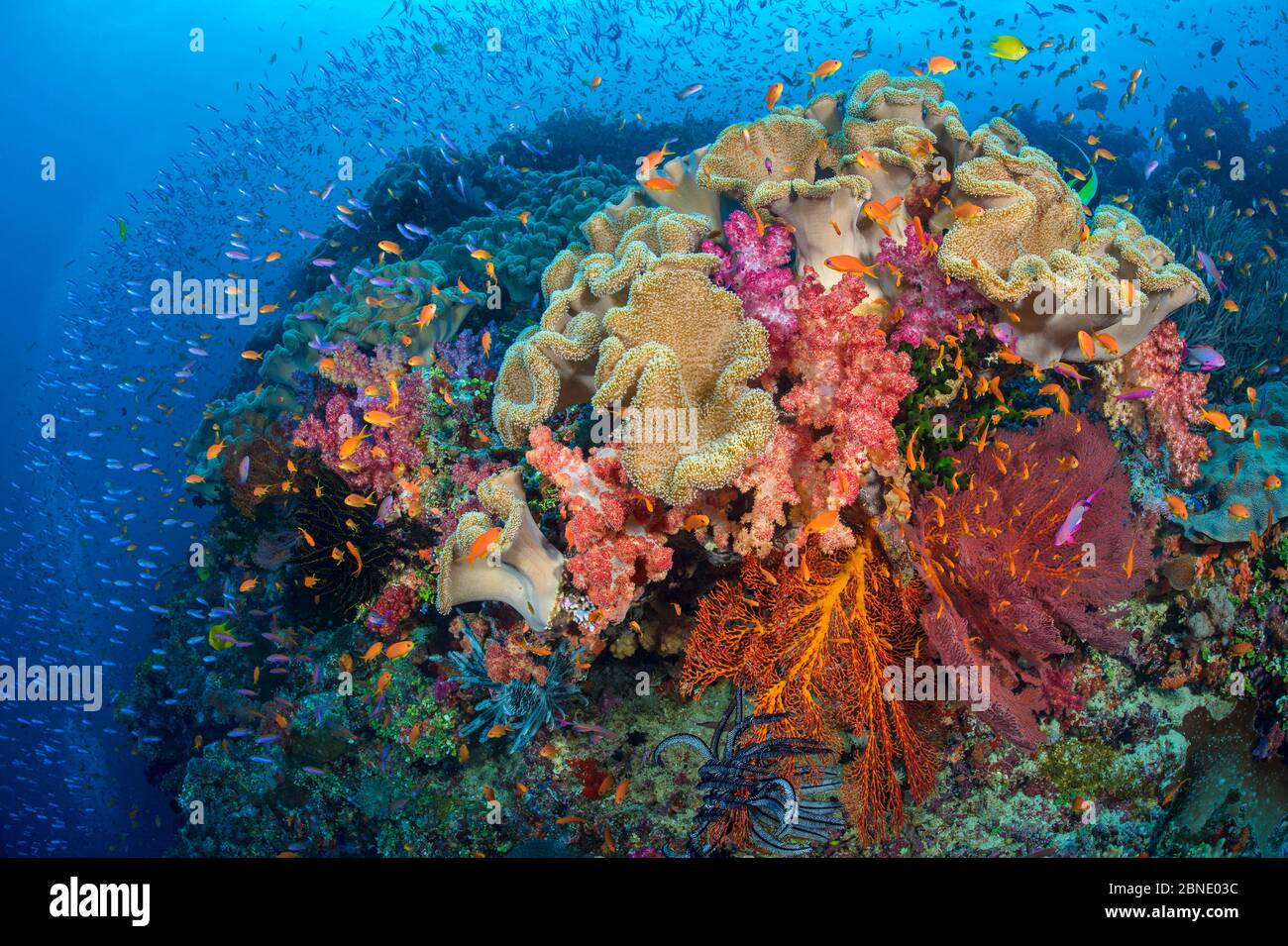 Sarcophyton sp hi-res stock photography and images - Alamy