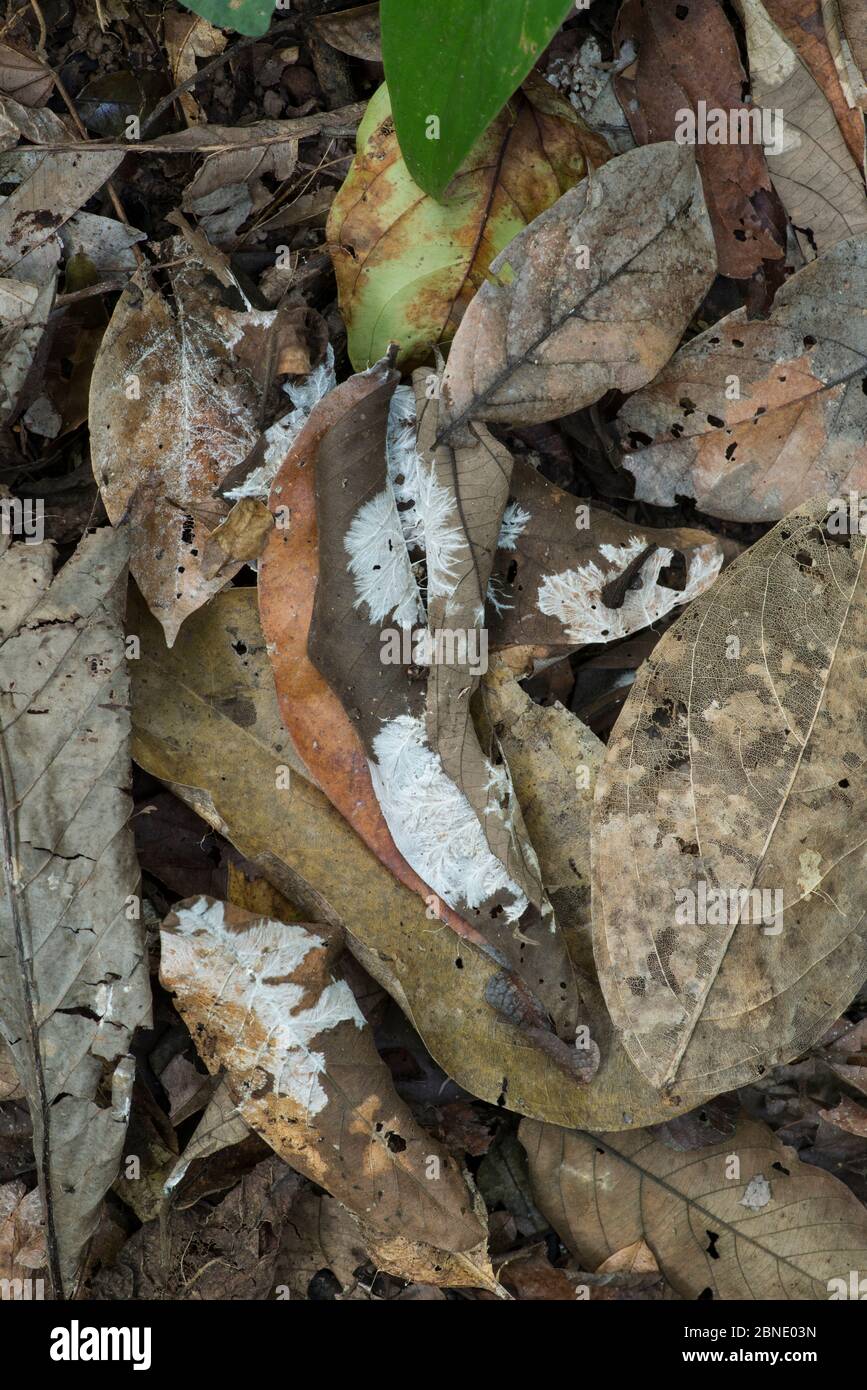 Fungal decomposition hi-res stock photography and images - Alamy