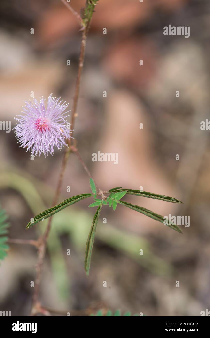 Sensitive plant (Mimosa pudica) with contracted leaves having been ...
