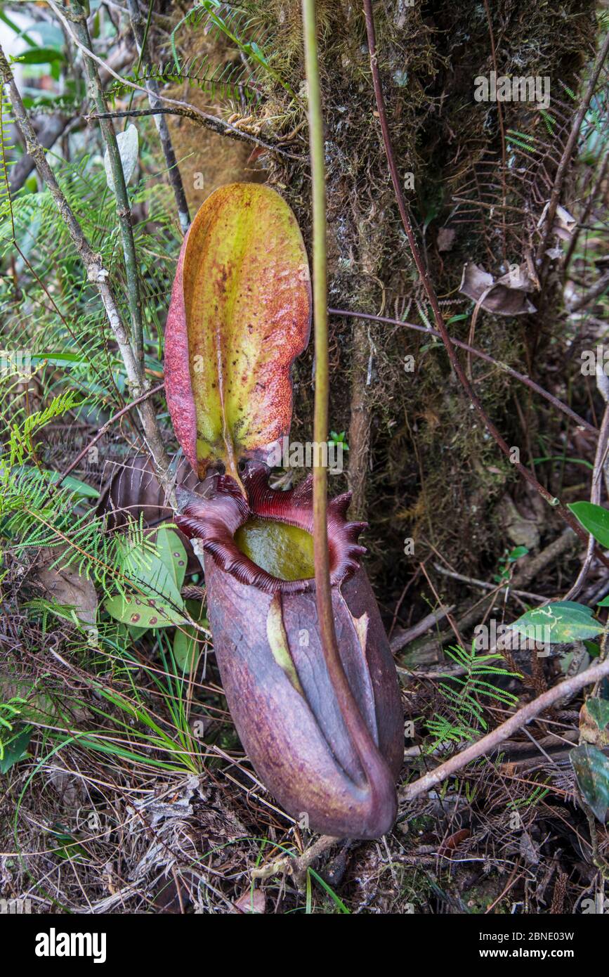 Nepenthes Rajah Life Cycle