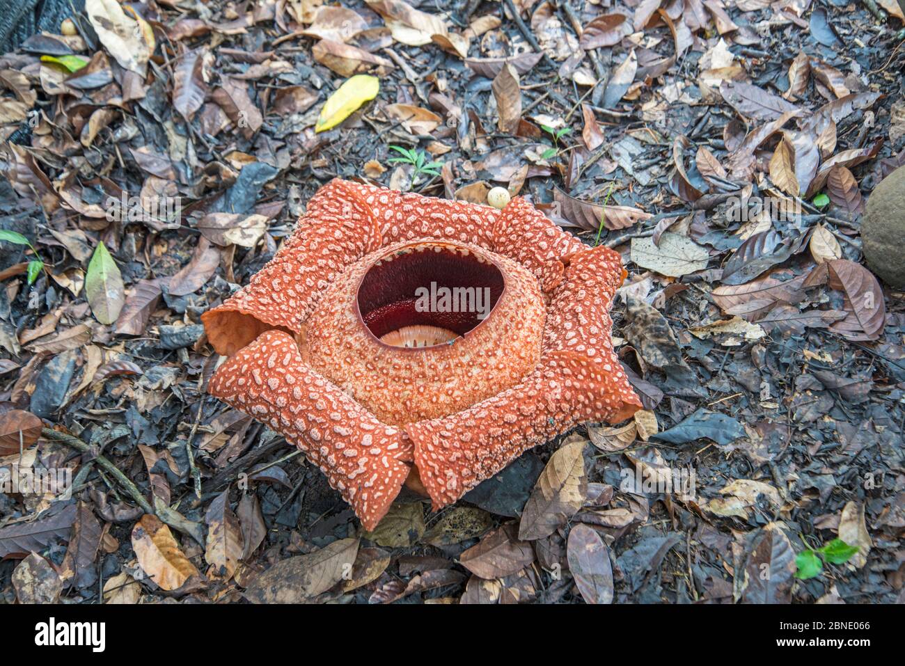 Rafflesia (Rafflesia keithii) flower, Sabah, Borneo Stock Photo - Alamy