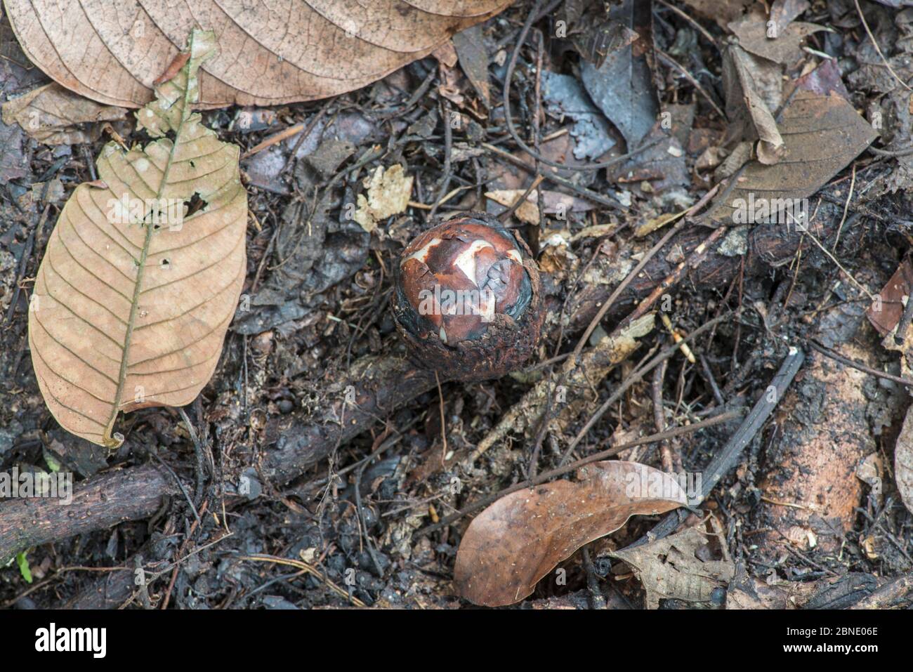 Rafflesia (Rafflesia keithii) bud growing on Liana (Tetrastigma) Sabah ...