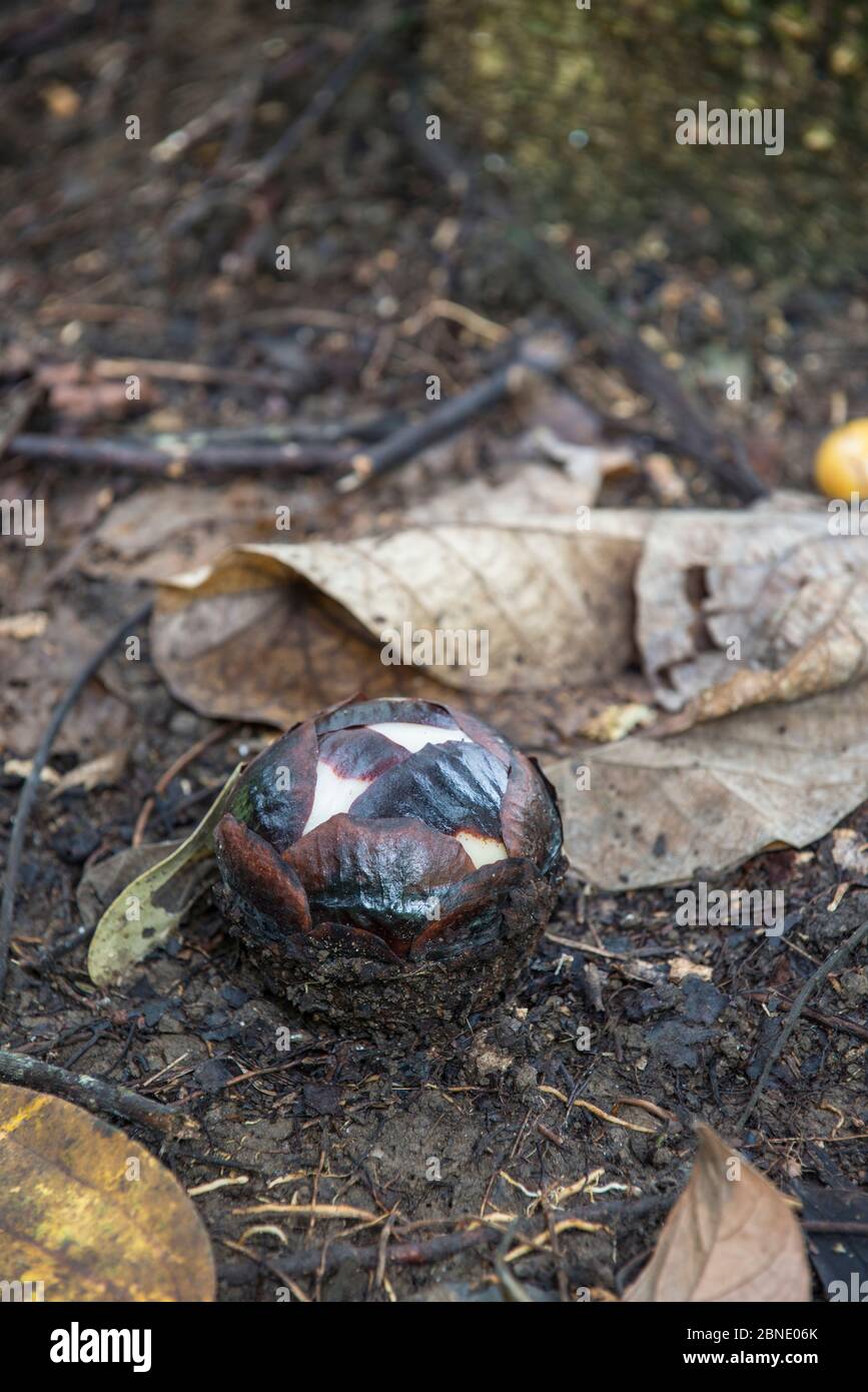 Rafflesia (Rafflesia keithii) bud growing on Liana (Tetrastigma) Sabah ...