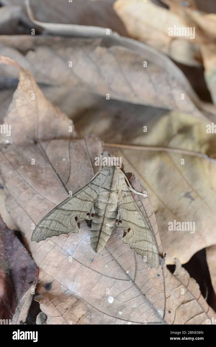 Marumba juvencus hi-res stock photography and images - Alamy