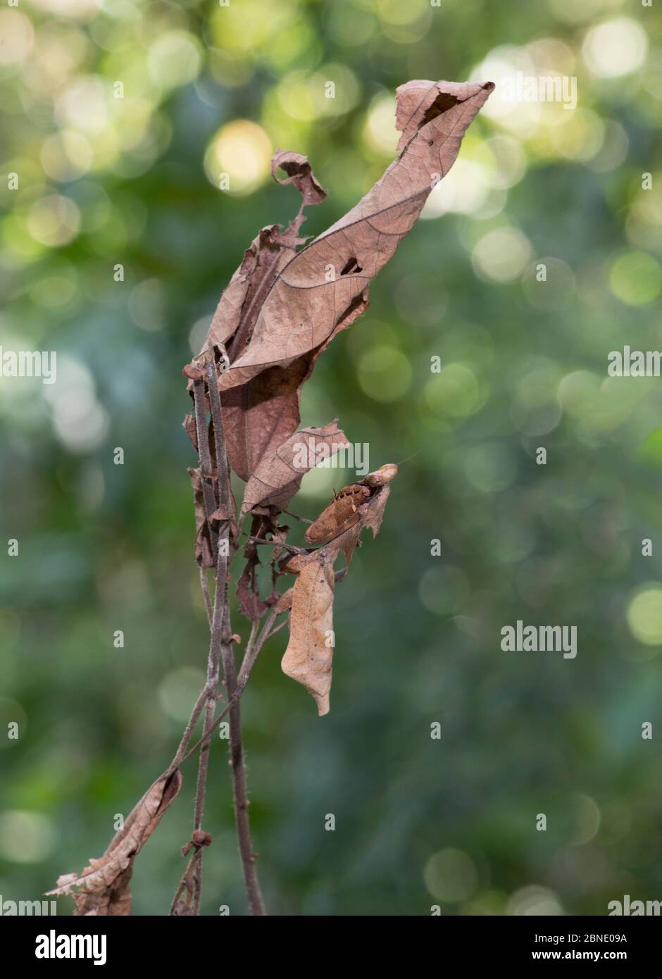Malaysian dead leaf mantis hi-res stock photography and images - Alamy