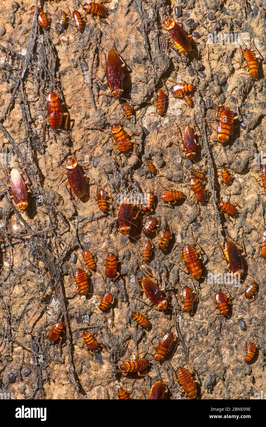 American cockroaches (Periplaneta americana) on wall of cave, Gomantong ...