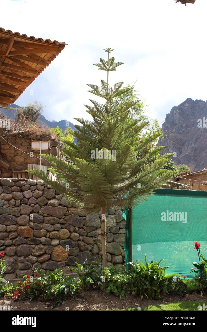 An airy evergreen tree in the town of Ollantaytambo, Peru Stock Photo ...