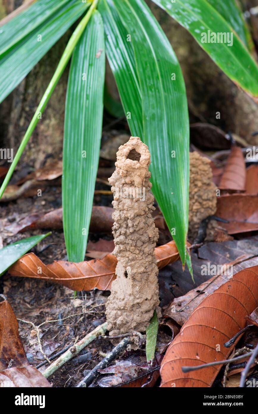 Cicada turret, or chimney, formed by underground larva. Sabah, Borneo ...
