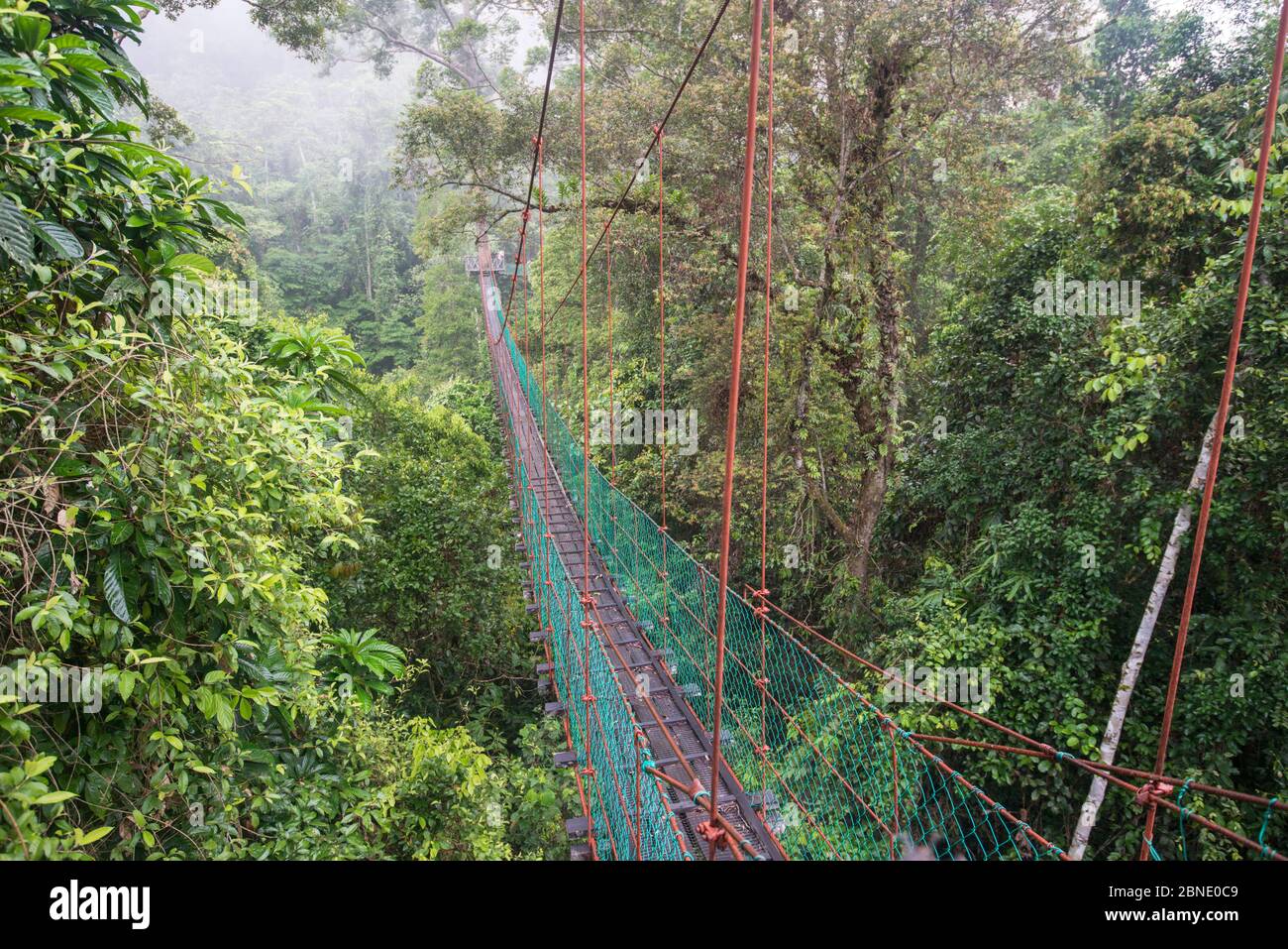 Rainforest canopy walkway, Sabah, Borneo, September 2015 Stock Photo ...