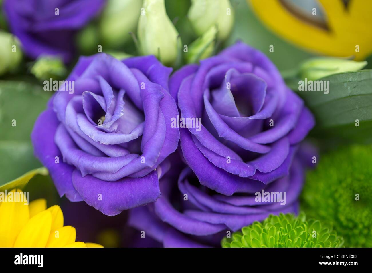 Bouquet of English Roses Stock Photo - Alamy