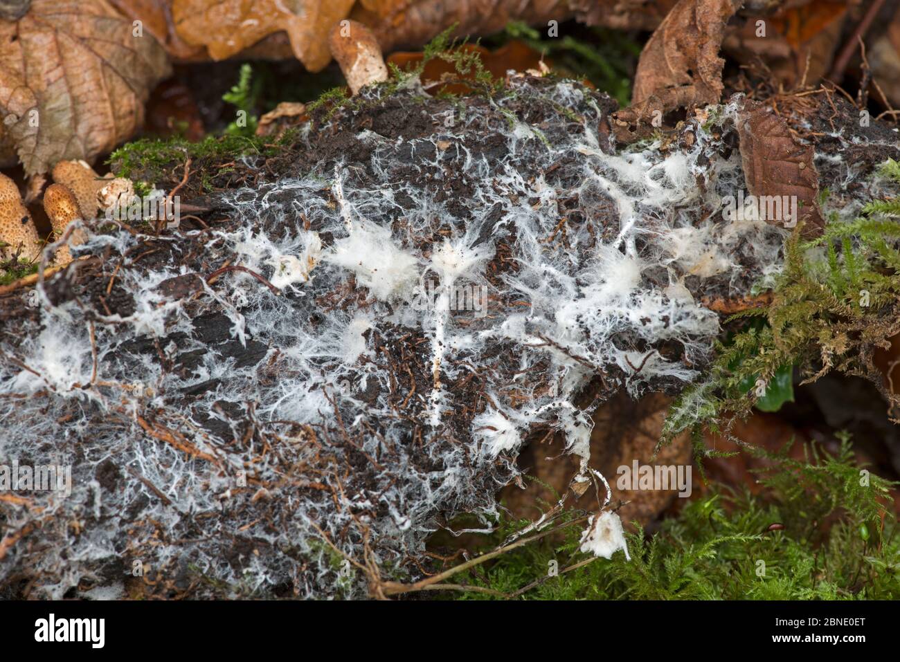 Fungal decomposition High Resolution Stock Photography and Images - Alamy