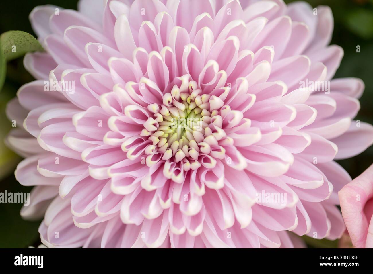 English roses hi-res stock photography and images - Alamy