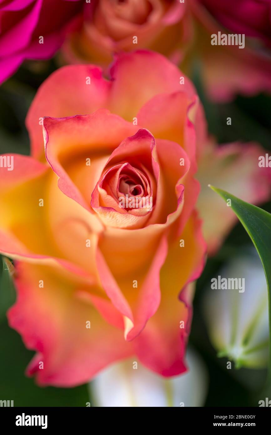 English roses hi-res stock photography and images - Alamy