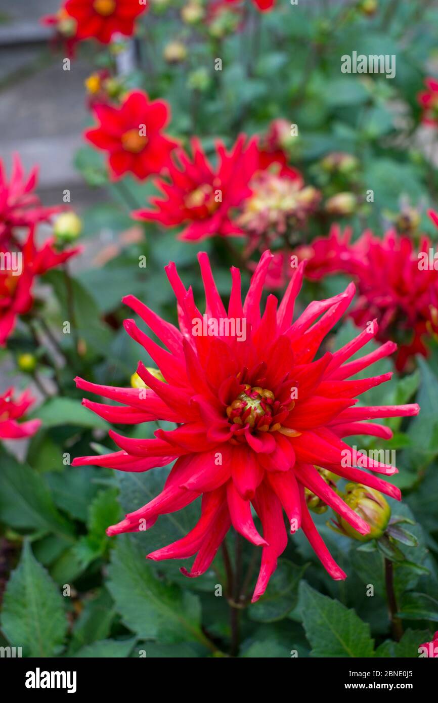 Red pygmy dahlias hi-res stock photography and images - Alamy