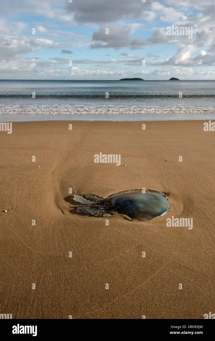 Death octopus hi-res stock photography and images - Alamy