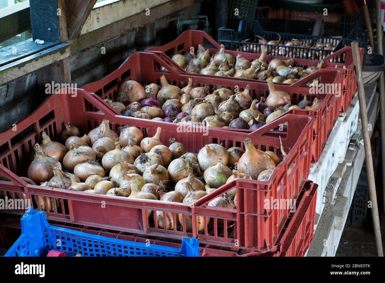 Onions stored in pallets in outbuilding, Norfolk, England UK. October ...