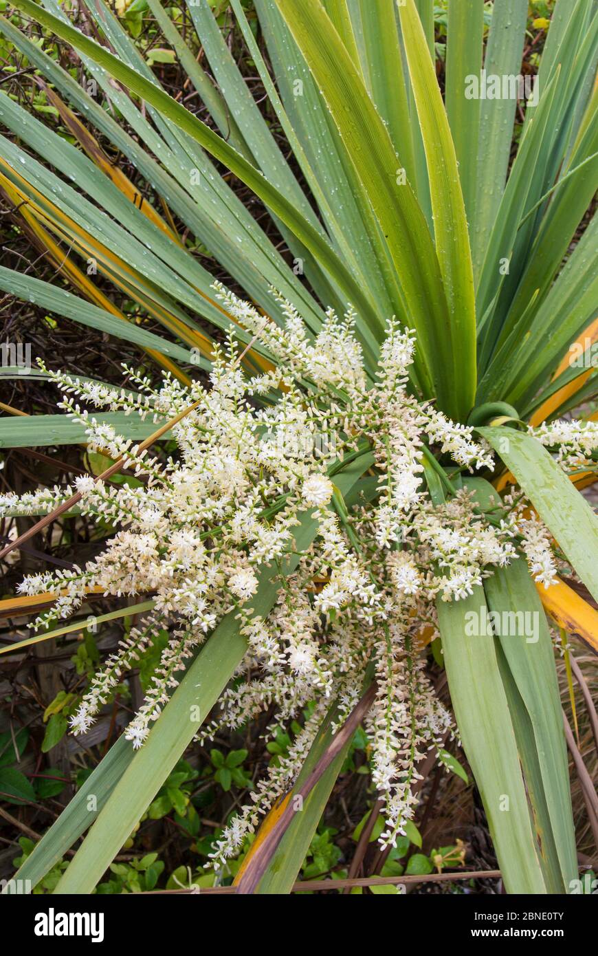 Mountain cabbage tree (Cordyline indivisa) showing flowering spikes ...