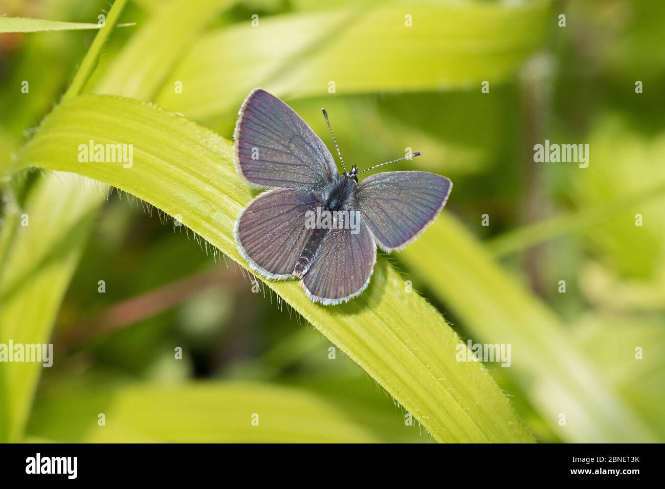 Male Small blue butterfly (Cupido minimus) resting with wings open on ...