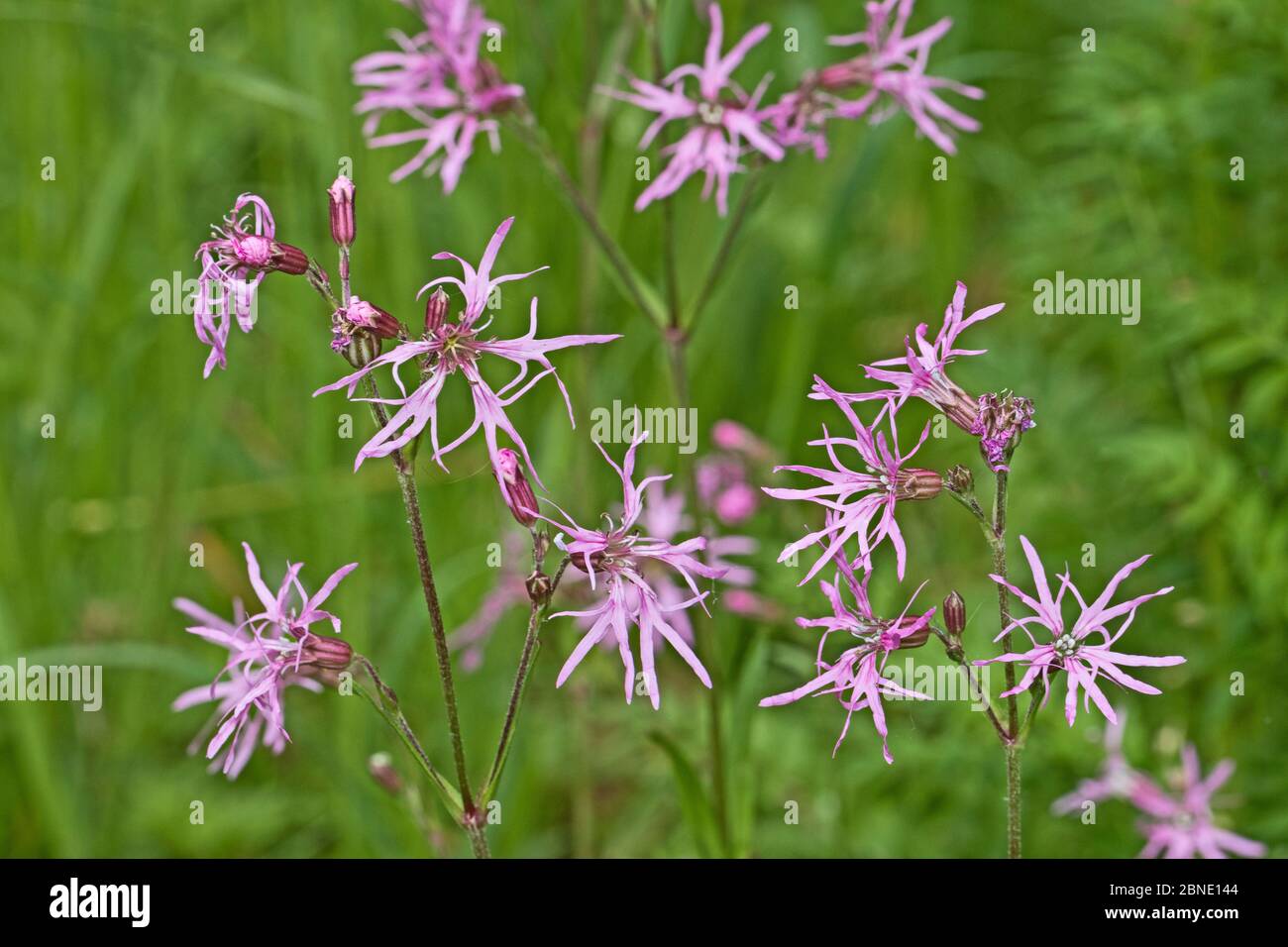 Ragged robin (Silene flos cuculi) flowers, Brockley cemetery, Lewisham ...