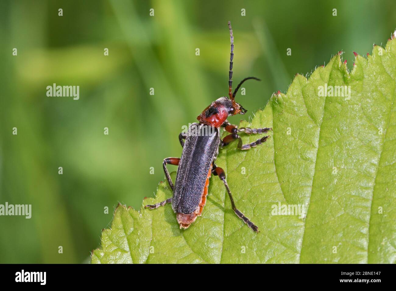 Soldier beetle (Cantharis rustica) on leaf, Brockley Cemetery, Lewisham, London, England, May ...