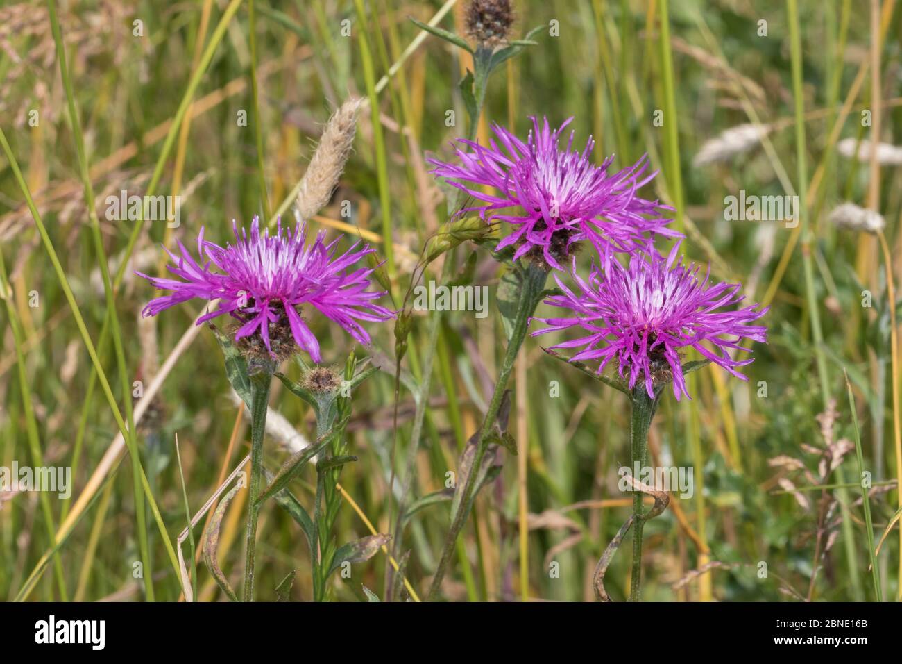 Black / Lesser knapweed (Centaurea nigra) flowers, Sutcliffe Park ...