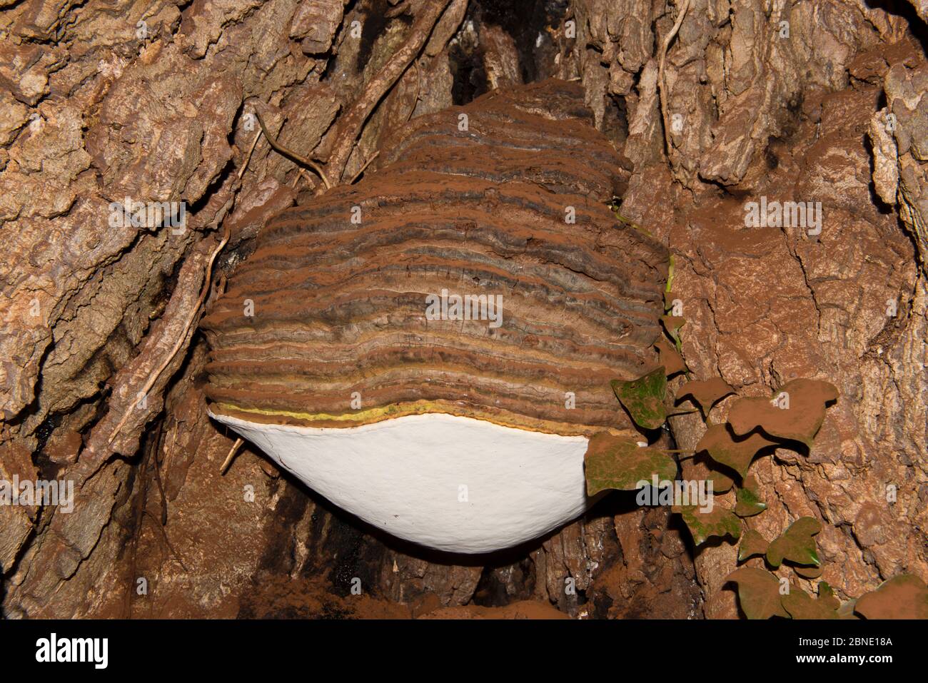 Southern bracket (Ganoderma australe), growing on London Plane ...