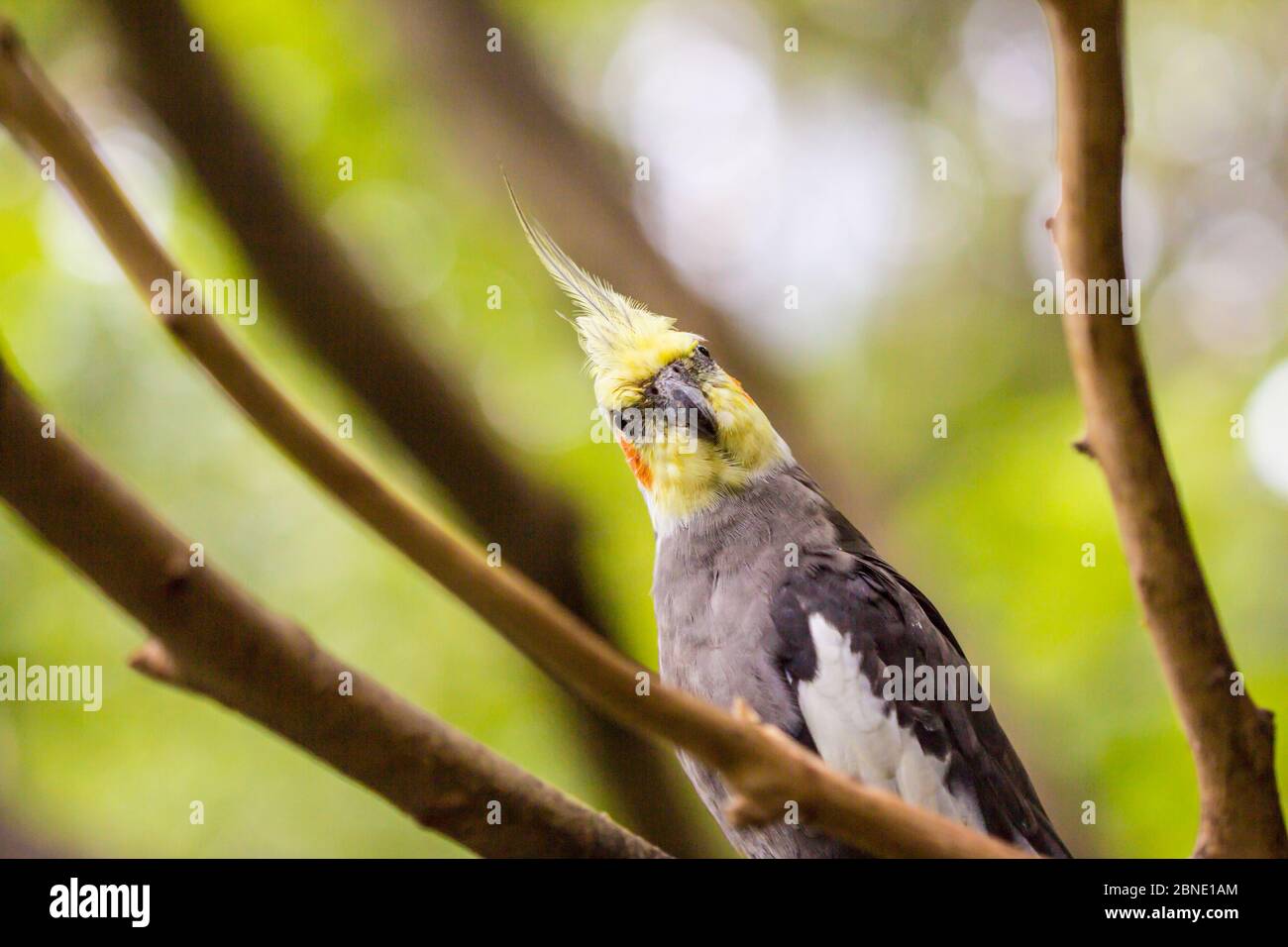 Parrots closeup hi-res stock photography and images - Alamy