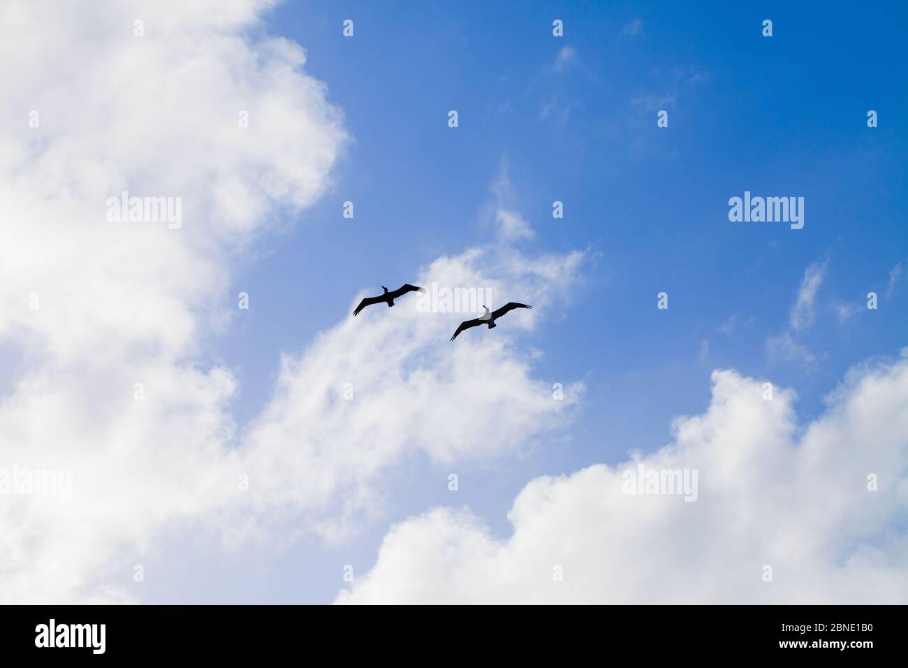 Silhouettes of two pelicans flying in the blue sky Stock Photo - Alamy