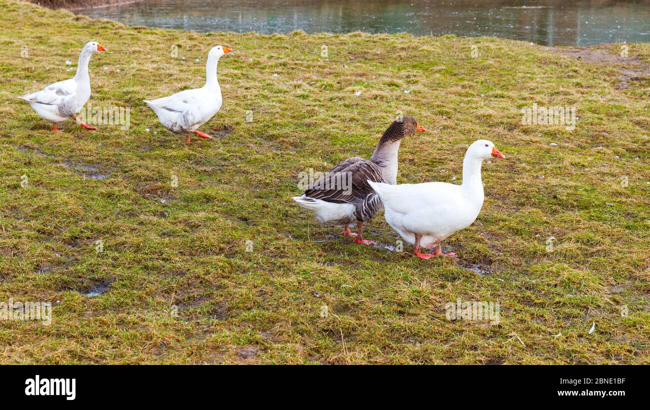 White goose walk on rural hi-res stock photography and images - Alamy