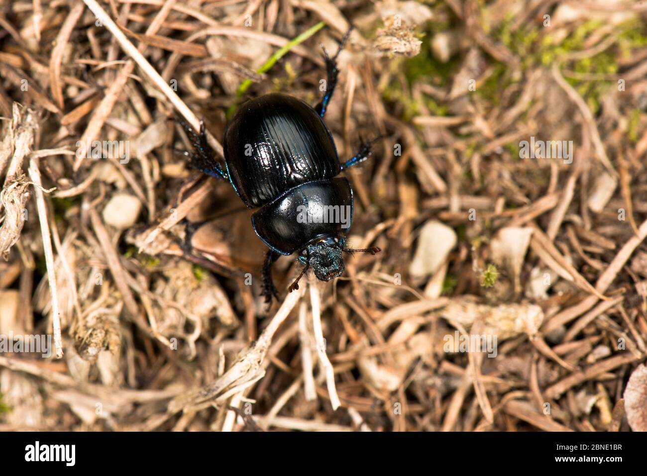 Scarabaeoidea geotrupidae hi-res stock photography and images - Alamy