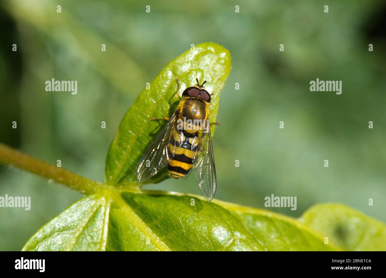 Metasyrphus corollae hi-res stock photography and images - Alamy