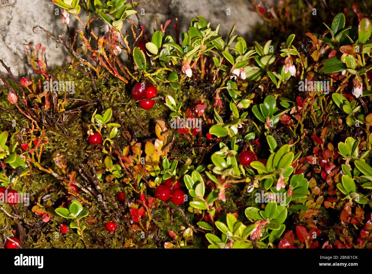 Oxycoccus vulgaris hi-res stock photography and images - Alamy
