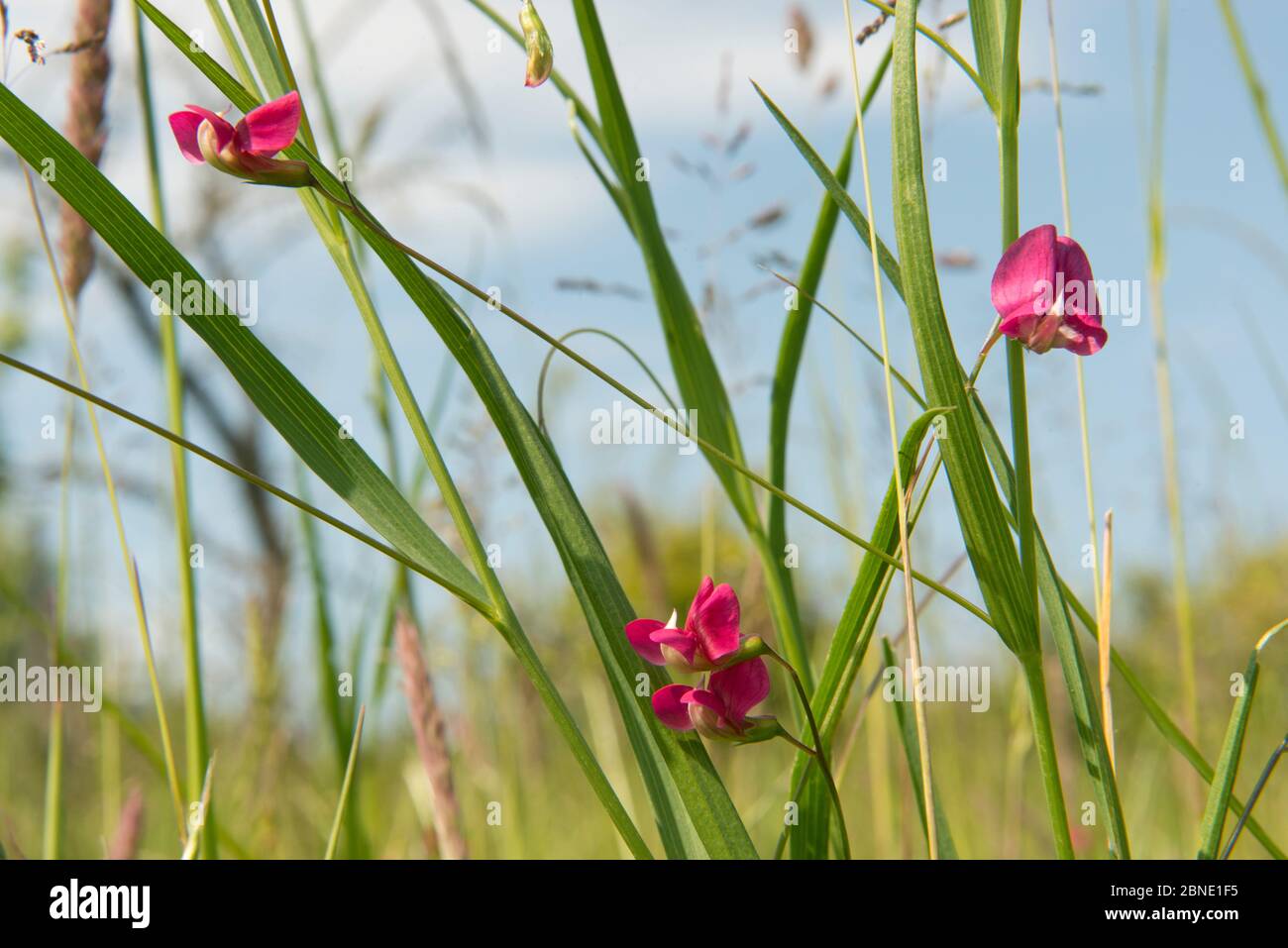 Grass-leaved vetchling (Lathyrus nissolia), Worcestershire, England, UK ...
