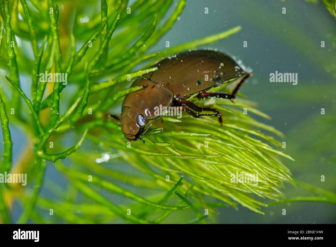 Lesser silver diving beetle (Hydrochara caraboides), captive, Cheshire, England, UK, July Stock ...