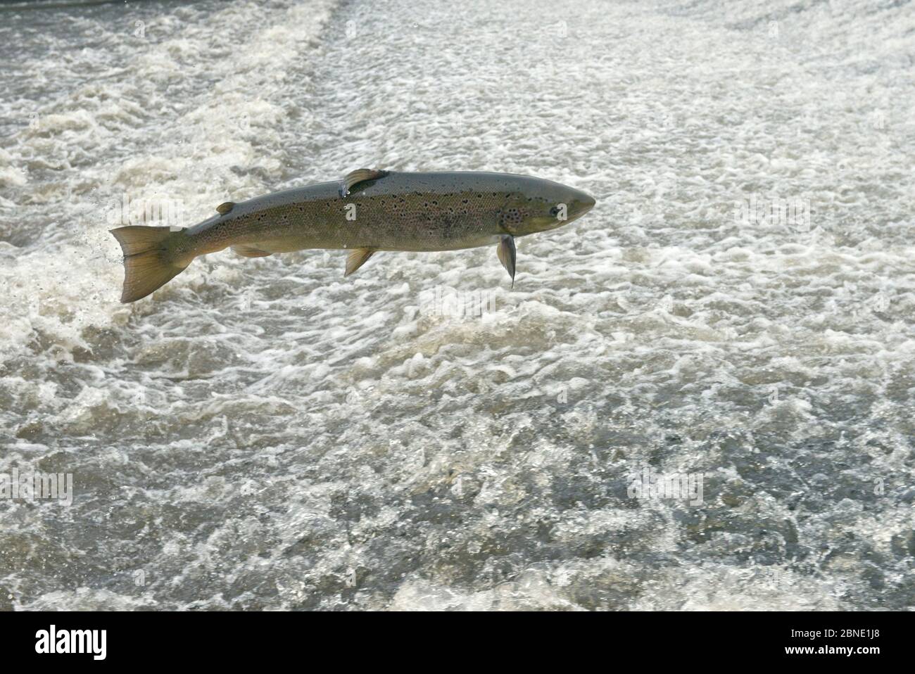 Shrewsbury river severn wildlife hi-res stock photography and images ...