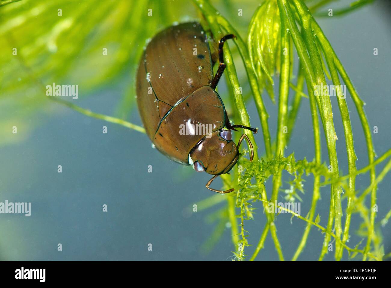 Hydrochara caraboides hi-res stock photography and images - Alamy