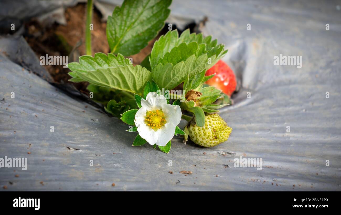 Juicy texture hi-res stock photography and images - Alamy