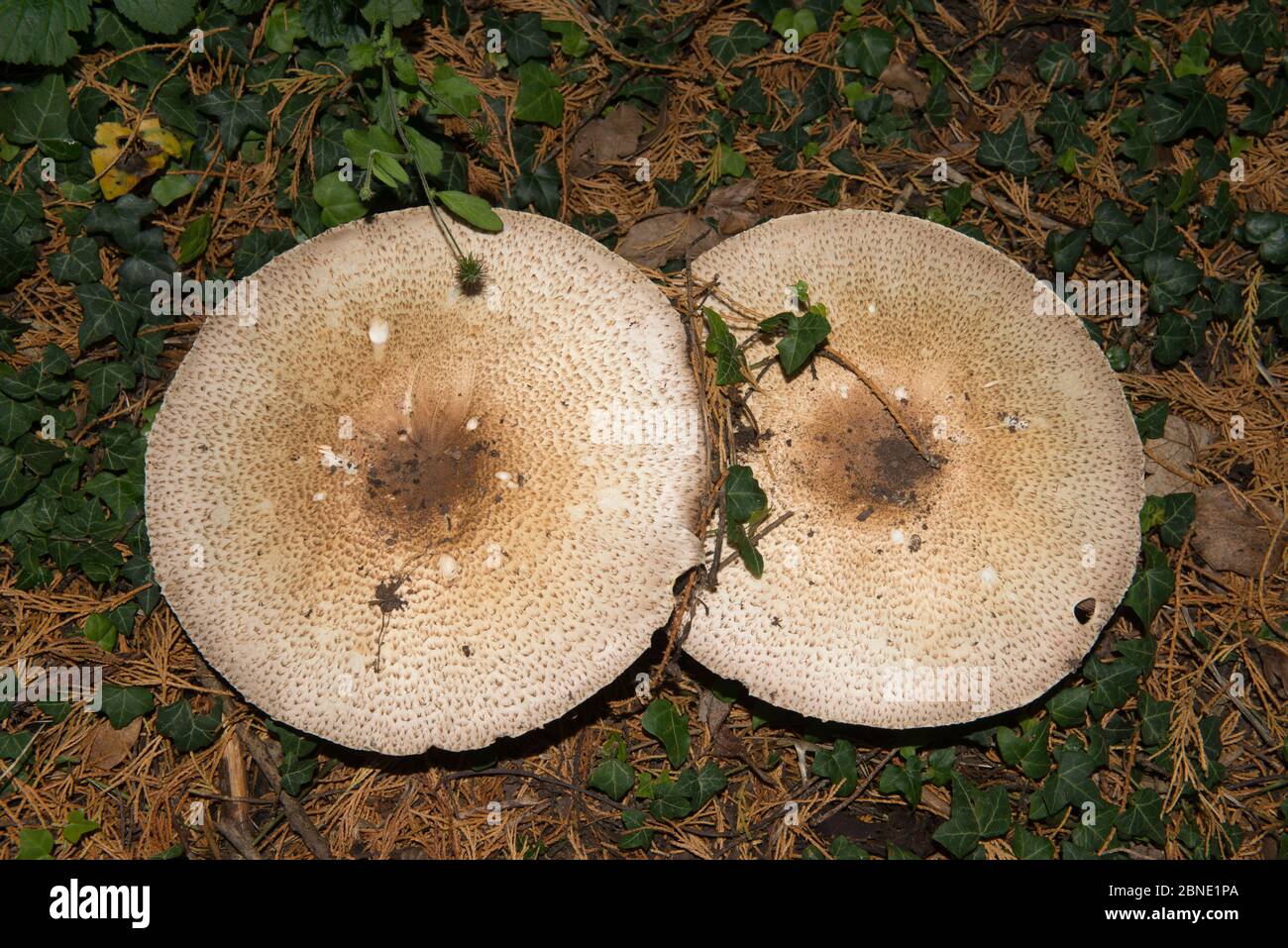 The prince mushroom hi-res stock photography and images - Alamy