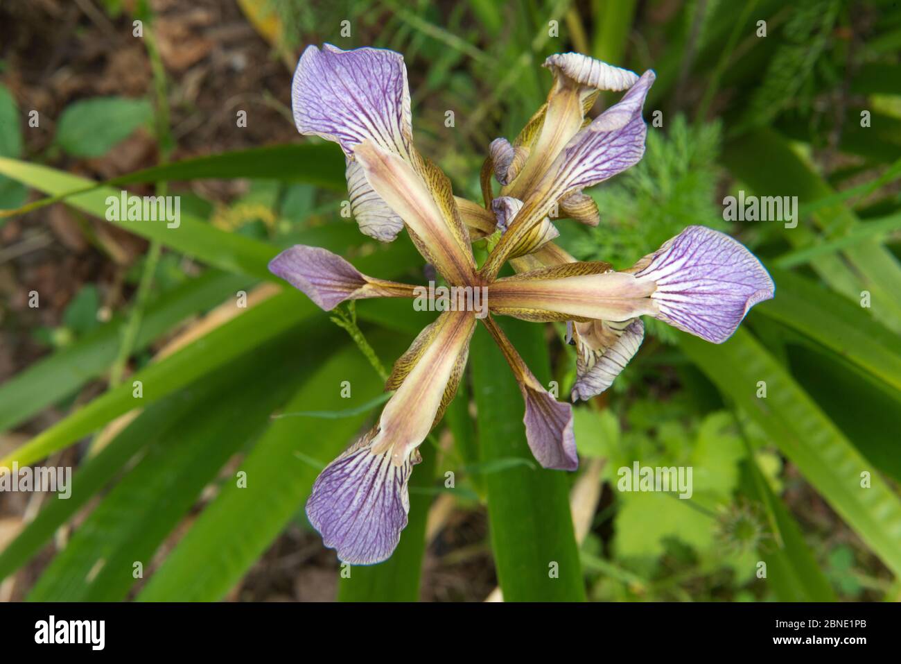 Stinking Iris, Iris Foetidissima Uk High Resolution Stock Photography ...