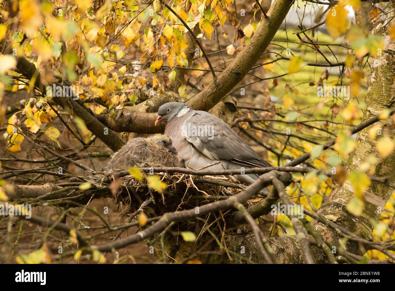 Wood pigeon (Columba palumbus) pair and squab / chick in nest, Downy ...