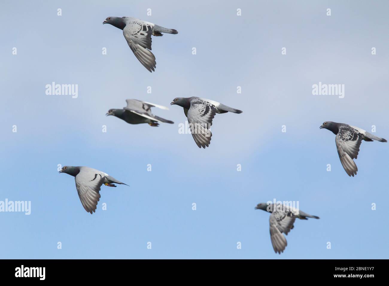 Racing pigeons hi-res stock photography and images - Alamy